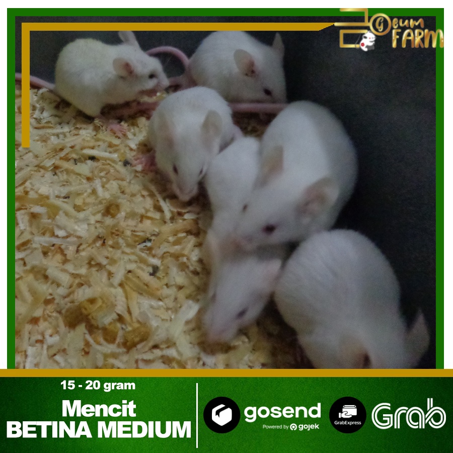 Jual Mencit BETINA Medium Tikus Putih (15 - 20 gram) | Shopee Indonesia