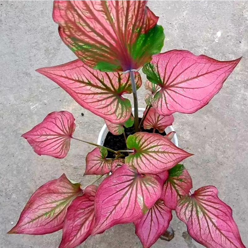 Jual Caladium Infinity/ bunga keladi / tanaman hias keladi murah ... Jual Caladium Infinity/ bunga keladi / tanaman hias keladi murah ...