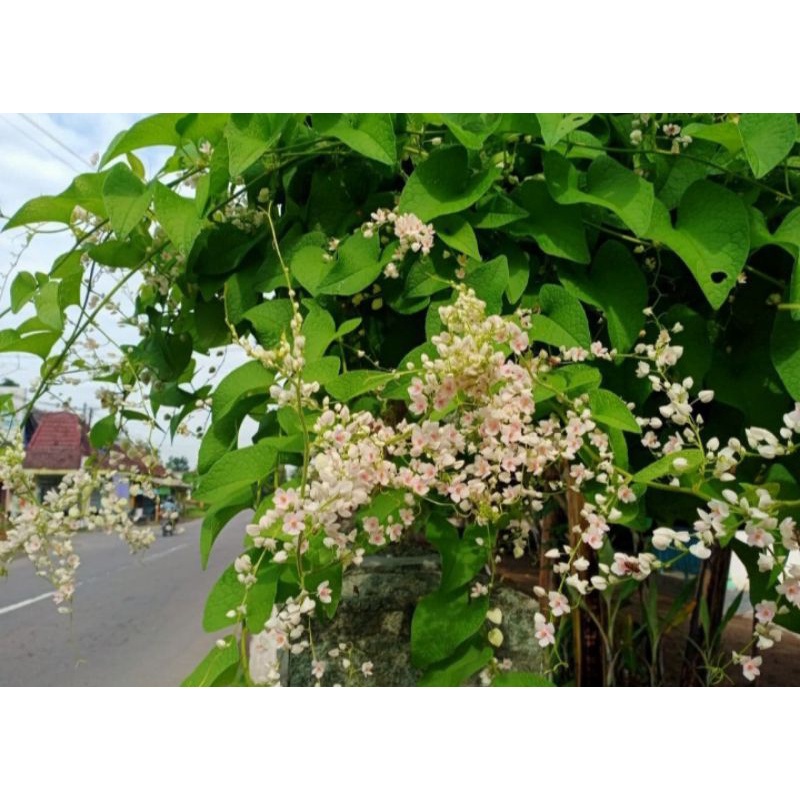 Jual [ BELI 3 GRATIS 1 ] Tanaman rambat air mata pengantin bunga putih ...