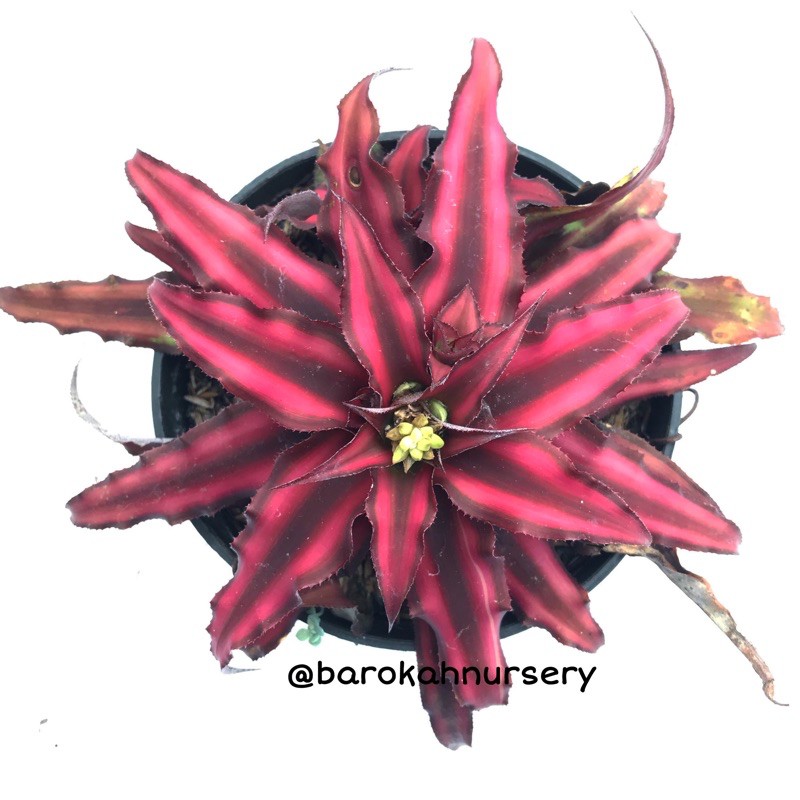 Jual Bromelia cryptanthus red big size | Shopee Indonesia
