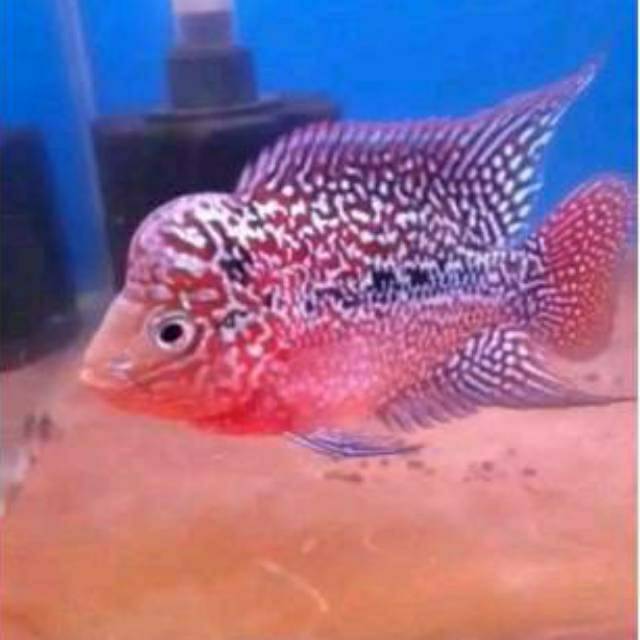 Jual ikan louhan Kamfa V8 super grade mongkol. | Shopee Indonesia