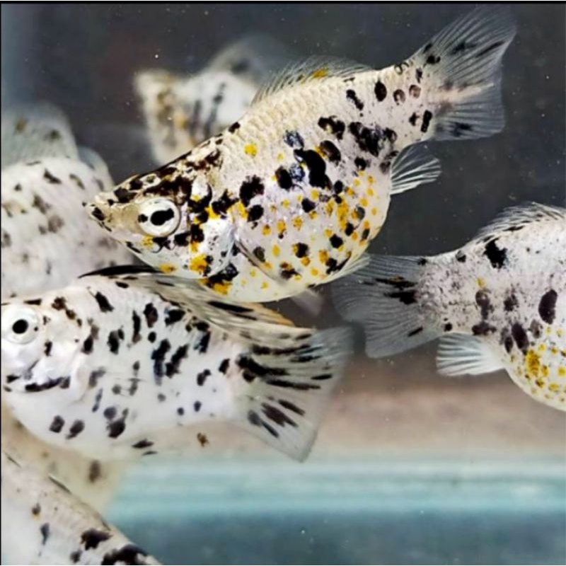 Jual KOLEKSI IKAN HIAS MOLLY MARBLE MOLLY BALON | Shopee Indonesia