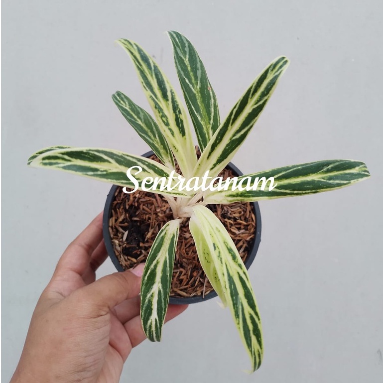 Jual Tanaman Hias Koleksi Aglonema Bamboo/Bambu / Tanaman Teduh/Tanaman ... Jual Tanaman Hias Koleksi Aglonema Bamboo/Bambu / Tanaman Teduh/Tanaman ...