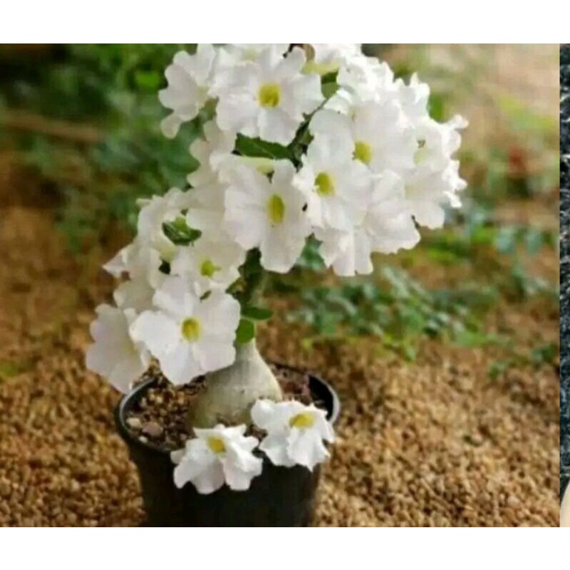 Jual POHON ADENIUM TUMPUK WHITE/BUNGA PUTIH TUMPUK | Shopee Indonesia