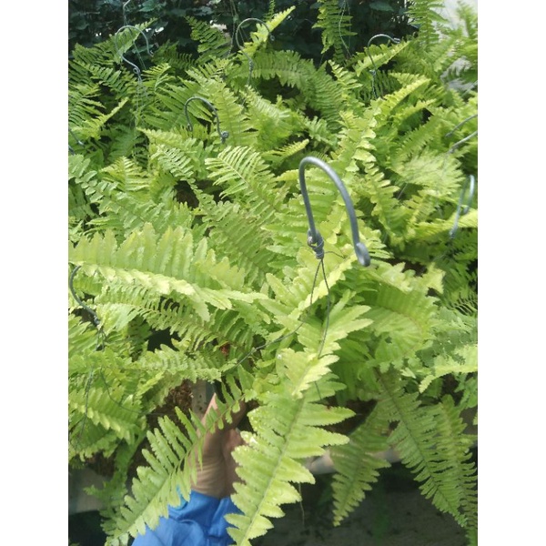 Jual pakis embun kuning super rimbun | Shopee Indonesia