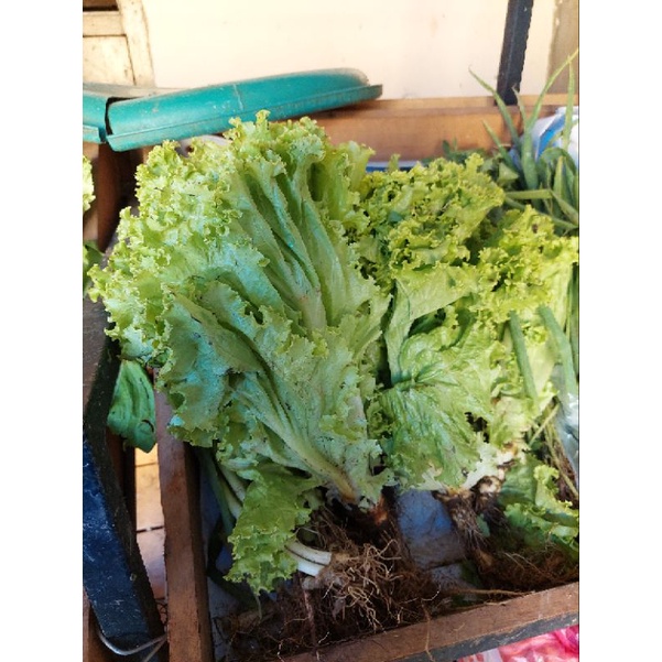 Jual Selada 1kg Toko Sayur Palembang Shopee Indonesia