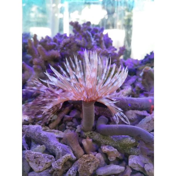 Jual Terumbu Cacing Kelapa | Shopee Indonesia