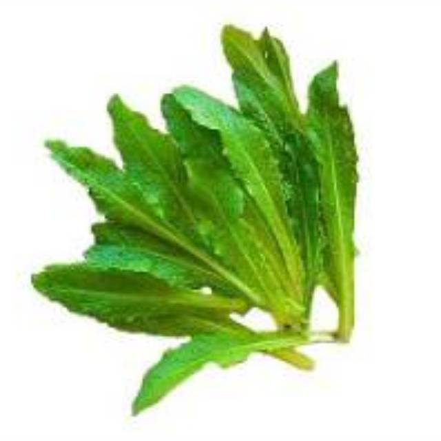 Jual Benih Selada Siomak Pointed Leaf Benih Selada Wangi Benih Selada ...