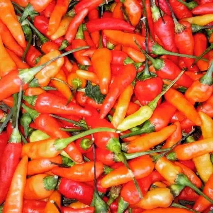 Jual Cabai/Cabe Rawit Merah Segar 100Gram cengek domba segar | Shopee ...