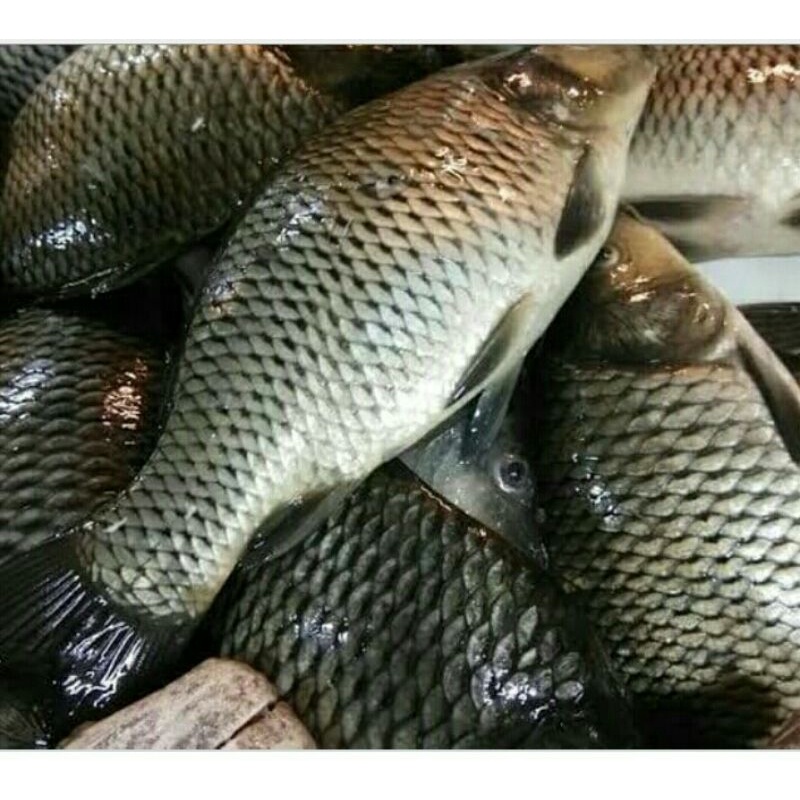 Jual Ikan mas segar 500grm | Shopee Indonesia