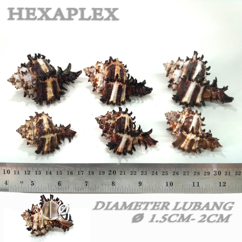 Jual Hexaplex shell cangkang rumah kelomang umang hermit crab keong ...