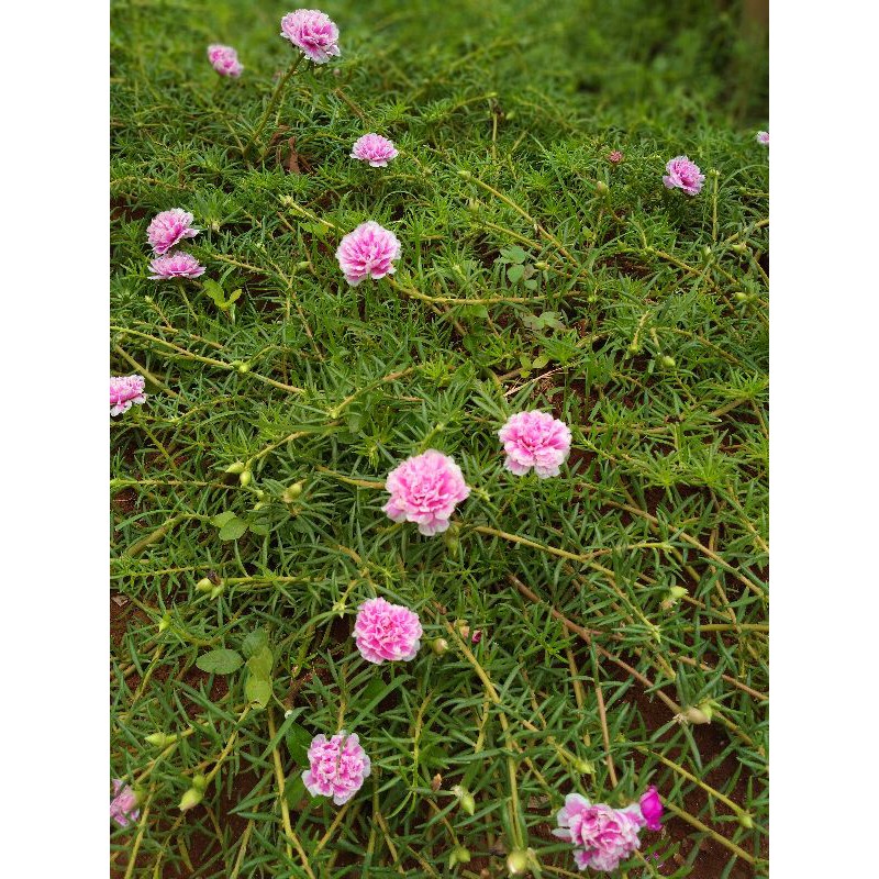 Jual Bibit bunga mawar tanah cantik tumpuk 10 Batang | Shopee Indonesia