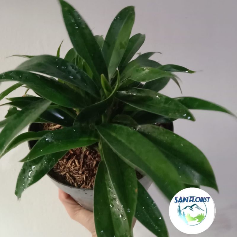 Jual Tanaman Hias Philodendron Little phill Rimbun philo karet | Shopee ...