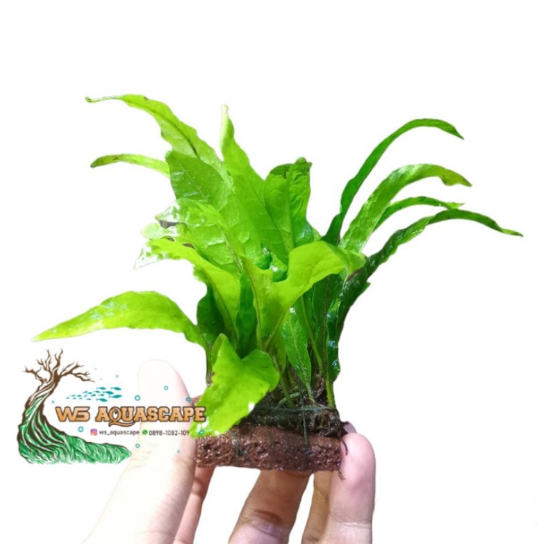 Jual Kadaka mini Java Fern Aquascape Lempeng Batu Tanaman Low Co2 ...