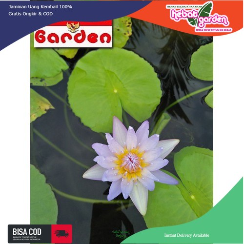 Jual teratai bunga biru - Nymphaea water blue - water lily blue ...