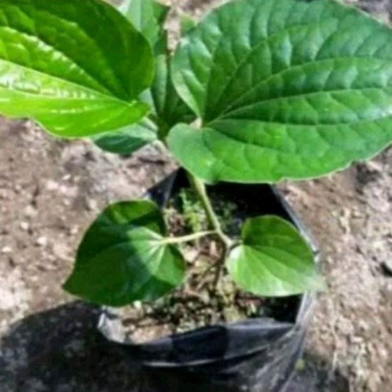 Jual bibit stek kemukus /rinu perdu unggul 1 pohon, semai biji, stek ...