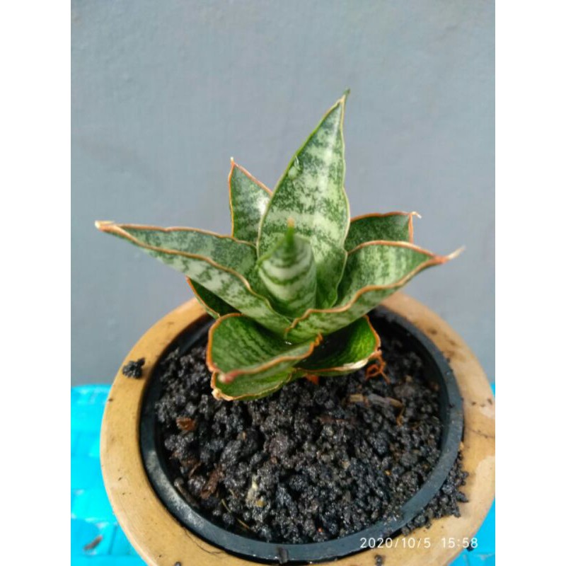 Jual Tanaman hias mini sansevieria / sansivera hybrid cordova x downsii ...
