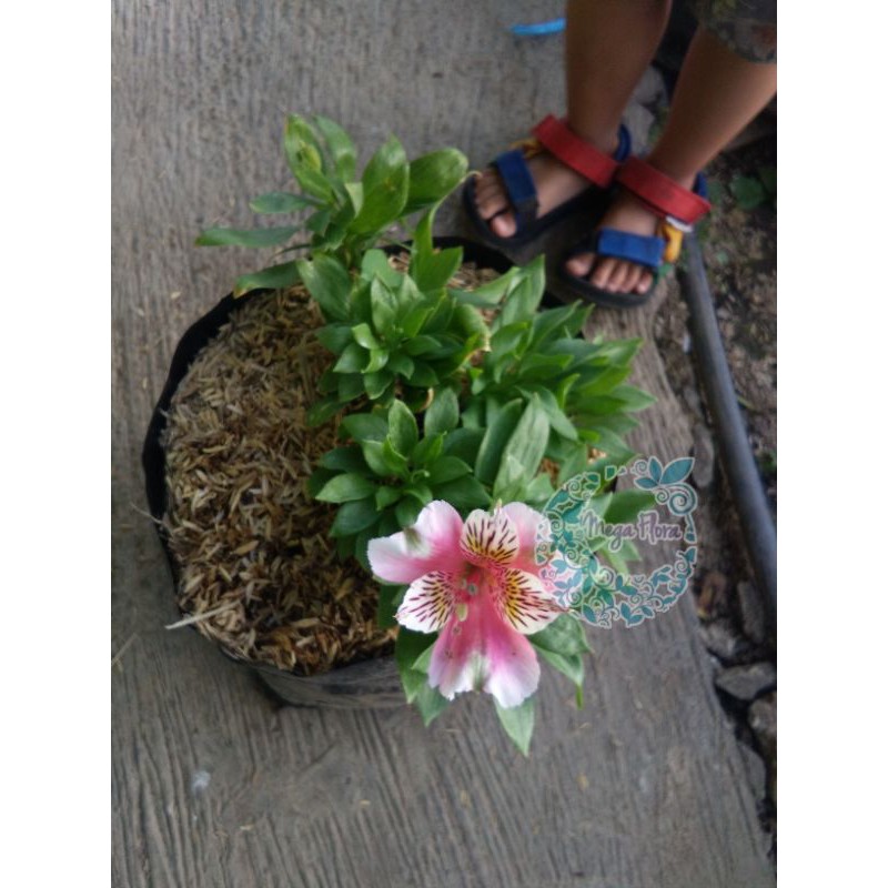 Jual Tanaman Bunga Alstroemeria - Peruvian Lily Flower ...
