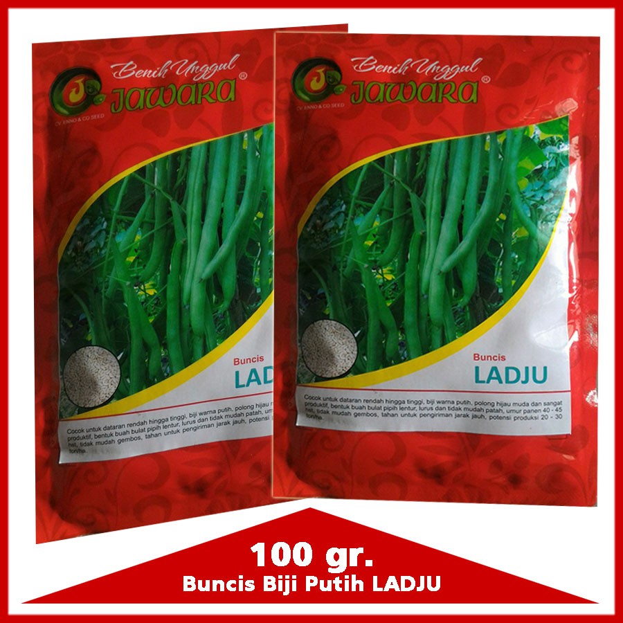 Jual (sekitar 350 Biji)Benih buncis biji putih LADJU 100 gram - bibit ...