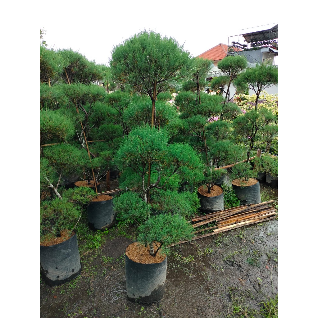 Jual Tanaman Cemara Udang 2 Meter - Besar - Tinggi - Casuarina ...