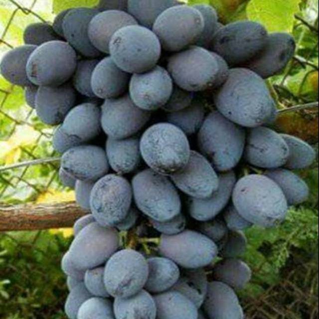 Jual BIBIT ANGGUR IMPORT JUPITER SEEDLESS NON BIJI . bisa cod | Shopee ...