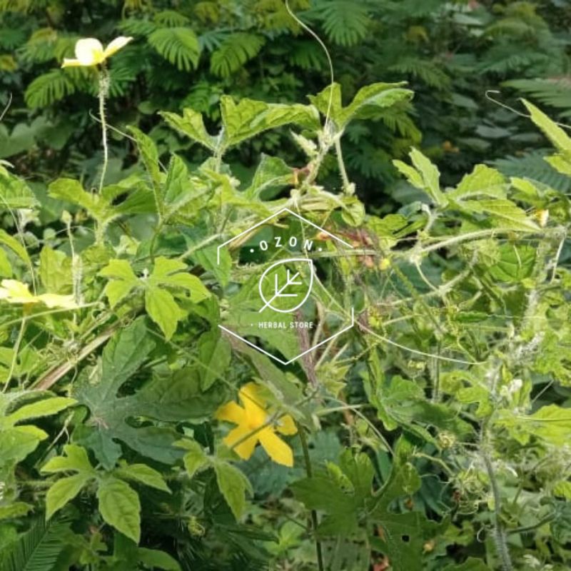 Jual 500g Daun Pare Hutan Paria Hutan Alas FRESH | Shopee Indonesia