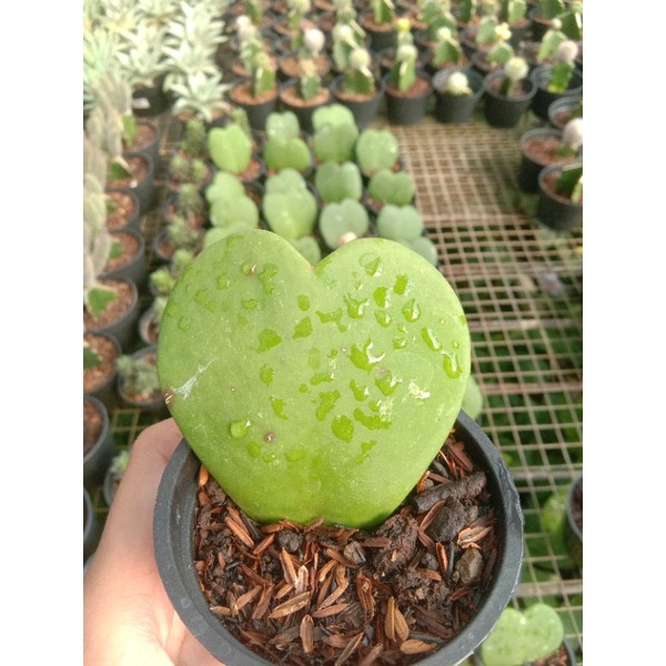 Jual Kaktus Hoya Love / Tanaman Hoya Love Big Size | Shopee Indonesia