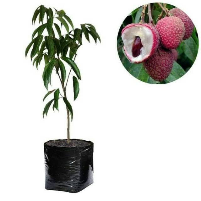 Jual Buah Leci Terlengkap & Harga Terbaru Mei 2026 | Shopee Indonesia