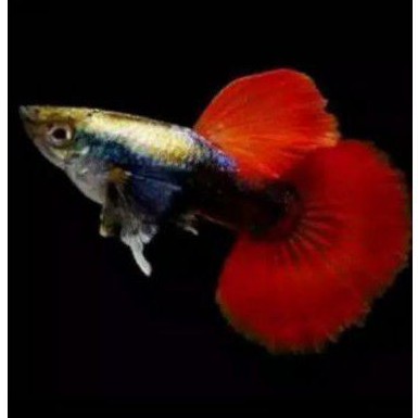 Jual ikan Guppy platinum red tail Dumbo ear ( PRTDE) | Shopee Indonesia