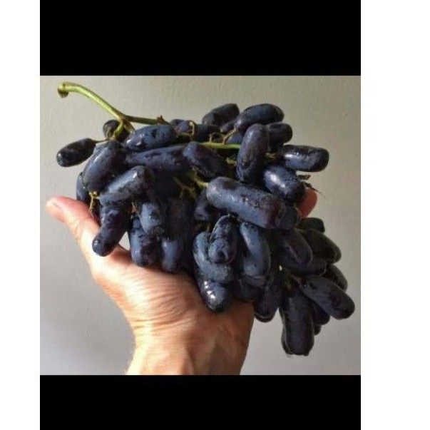 Jual Anggur jari moondrop (black sapphire) | Shopee Indonesia