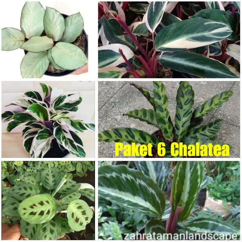 Jual Paket 6 Jenis Tanaman Hias Chalatea | Shopee Indonesia