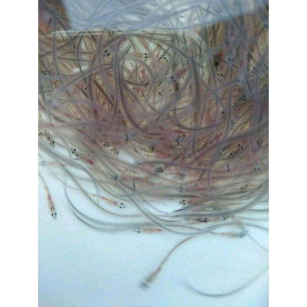 Jual Bibit Ikan Sidat Glass Eel Bicolor 200 Ekor Shopee Indonesia