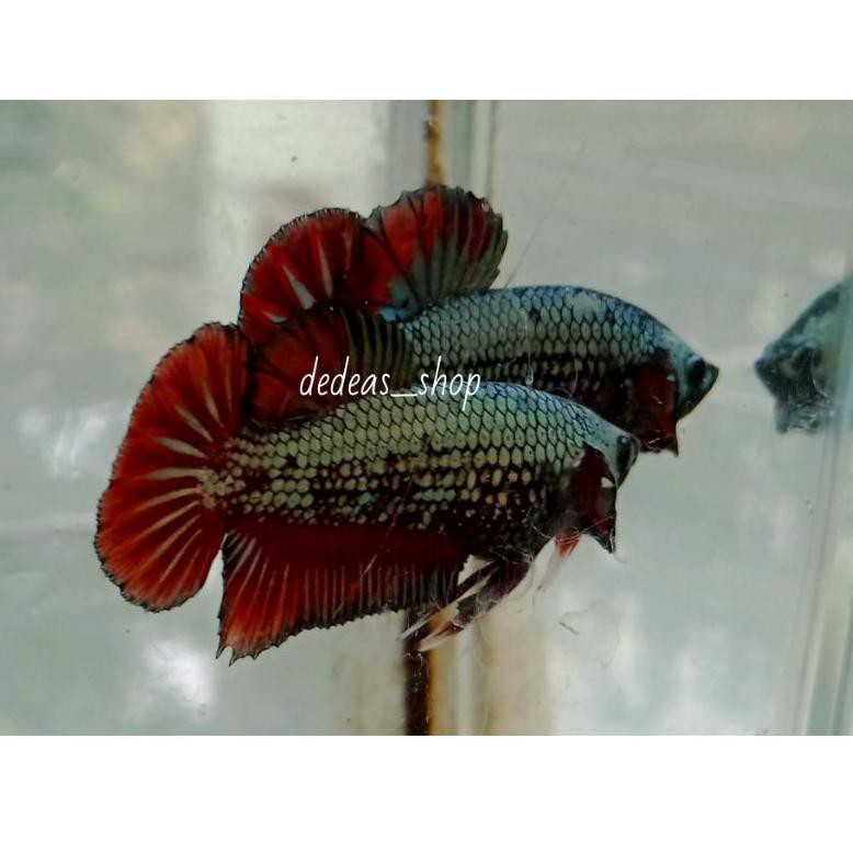 Jual STAR BRANDS Cupang Red Samurai Male Paket 2 Ekor | Shopee Indonesia