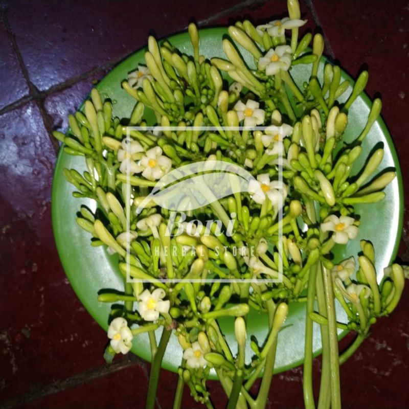 Jual Bunga Pepaya Jantan atau Pepaya gantung Fresh 250gr | Shopee Indonesia