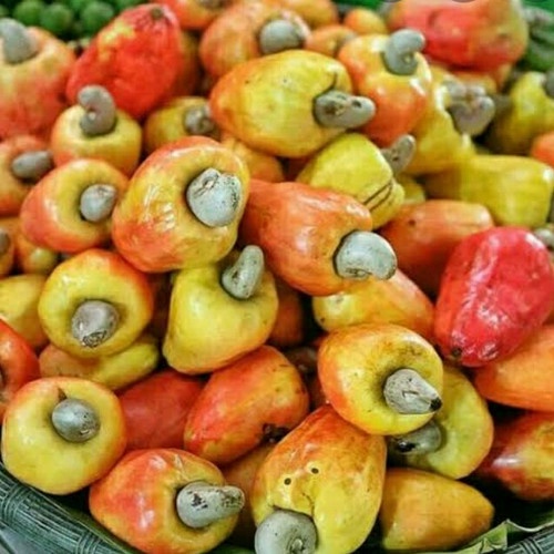 Jual Victory Seed Bibit Benih Buah Jambu Mente Mete (Isi 10 Gram ...