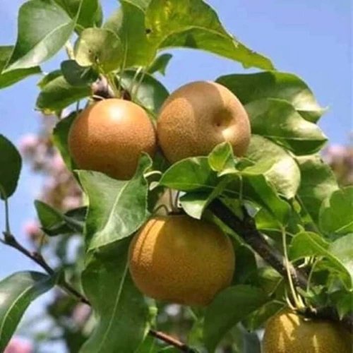 Jual BARU GAES bibit pir Asia okulasi benih pohon tanaman buah di dalam ...