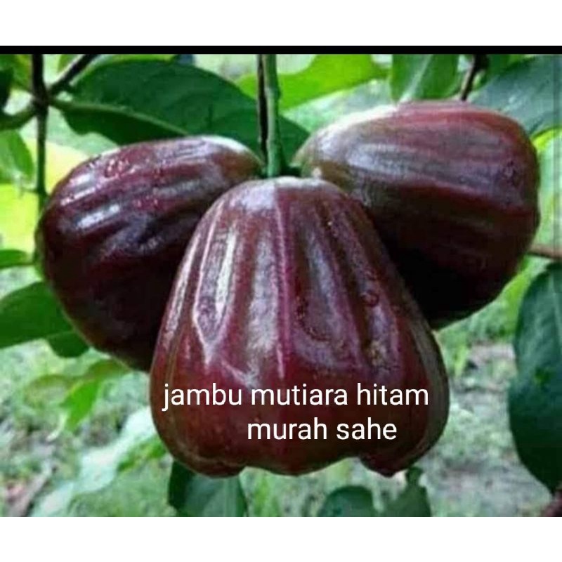 Jual bibit jambu mutiara hitam okulasi(beli 3gratis 1) | Shopee Indonesia