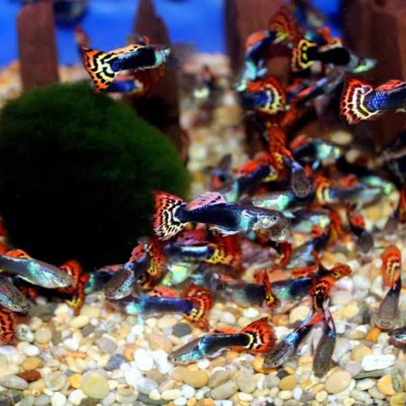 Jual ikan hias guppy aquascape isi 10 ekor / gapi mix | Shopee Indonesia