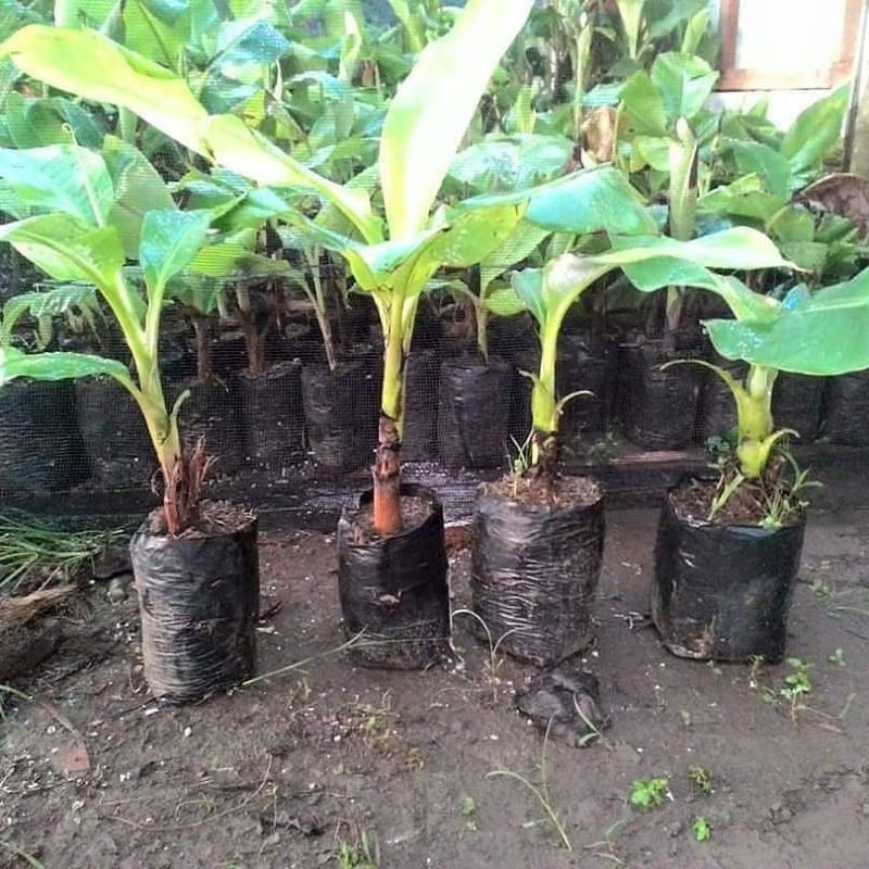 Jual Bibit benih pohon pisang ambon -mkls | Shopee Indonesia