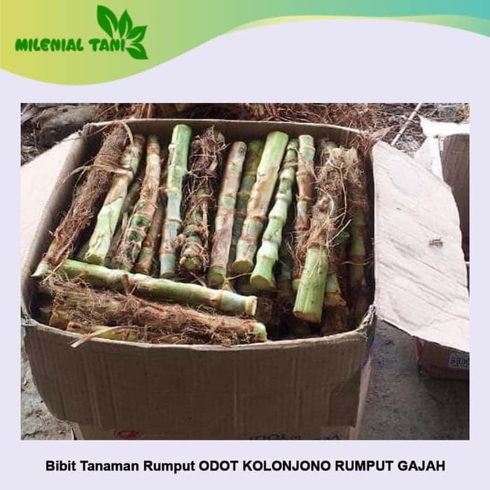 Jual Benih Bibit Rumput Odot Bibit Rumput Pakan Ternak Sapi Kambing 1kg ...