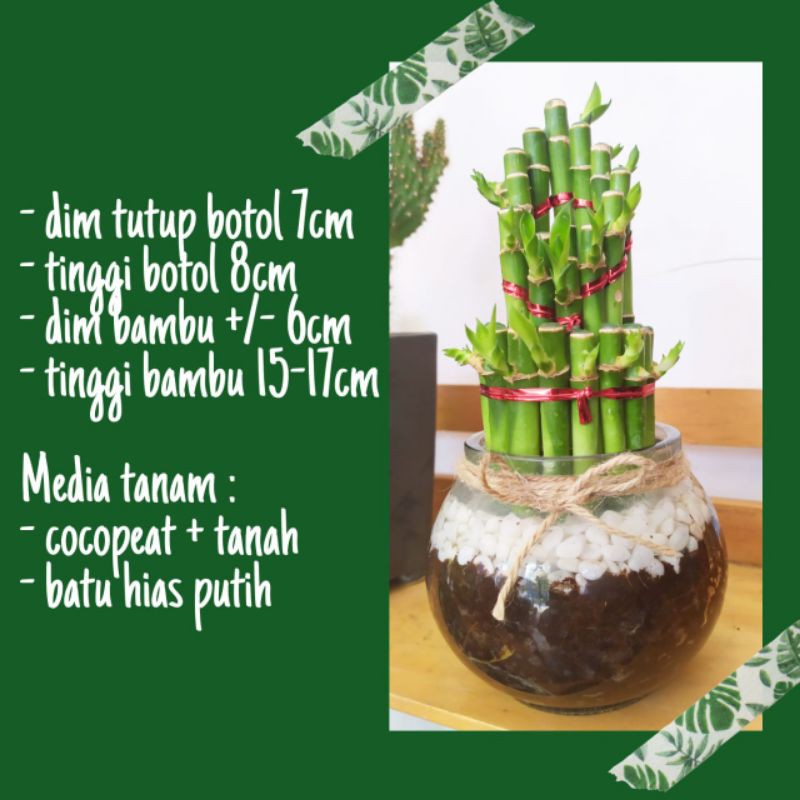 Jual (TERRARIUM) paket bambu hoki + Batu hias + Botol Kaca Bulat / VAS ...