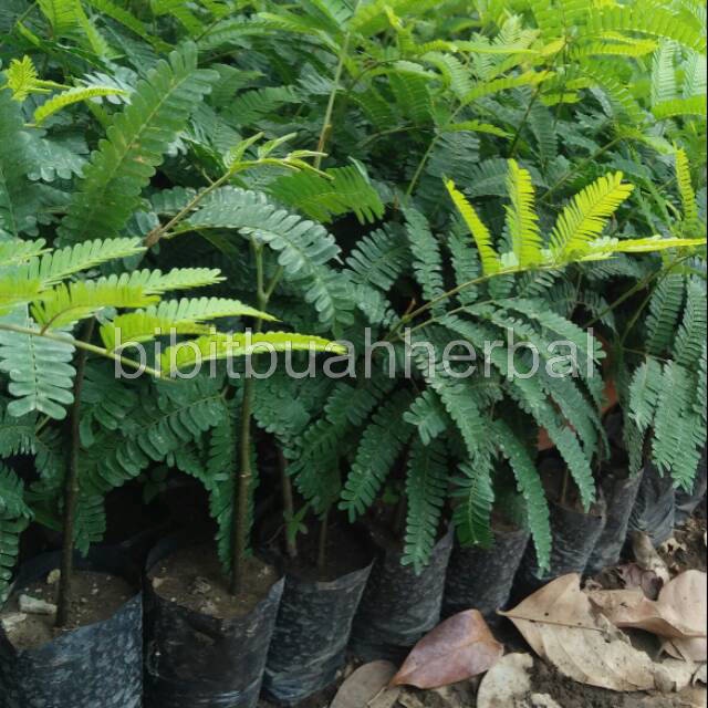 Jual Bibit Tanaman Buah Petai Pete Cepat Berbuah | Bibit Buah Petai ...