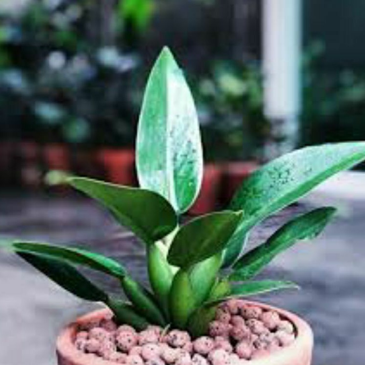Jual Tanaman hias philodendron katak size besar, philo katak size besar ...