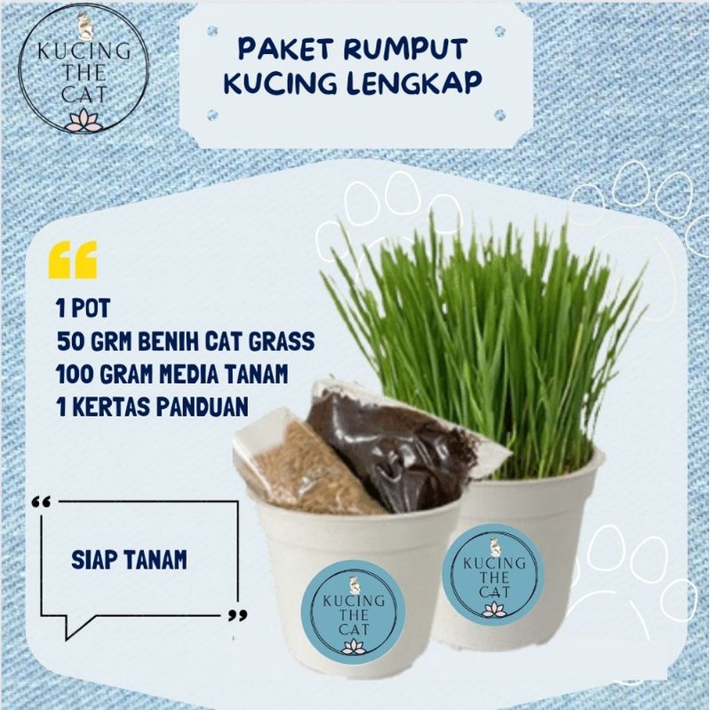 Jual RUMPUT KUCING - Paket Tanam Wheatgrass Lengkap | Shopee Indonesia