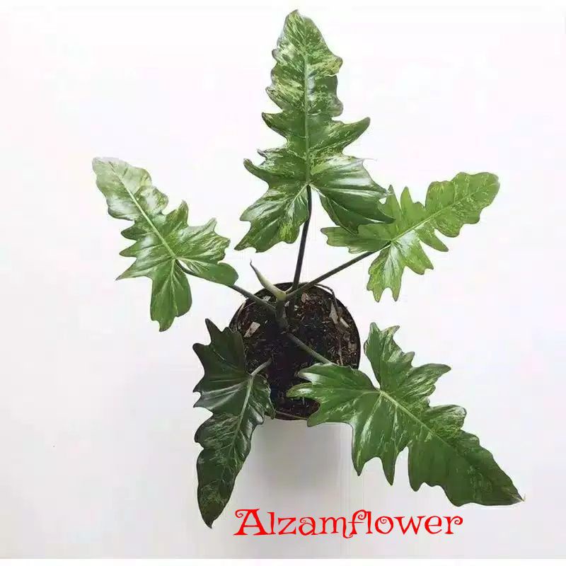 Jual philodendron dragon variegata | Shopee Indonesia