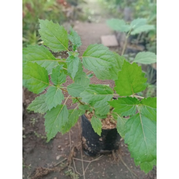 Jual Bibit tanaman herbal daun Nilam | Shopee Indonesia