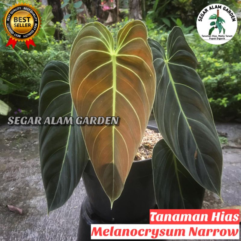 Jual PRODAK ORIGINAL Tanaman Hias Philodendron Melanochrysum Narrow ...