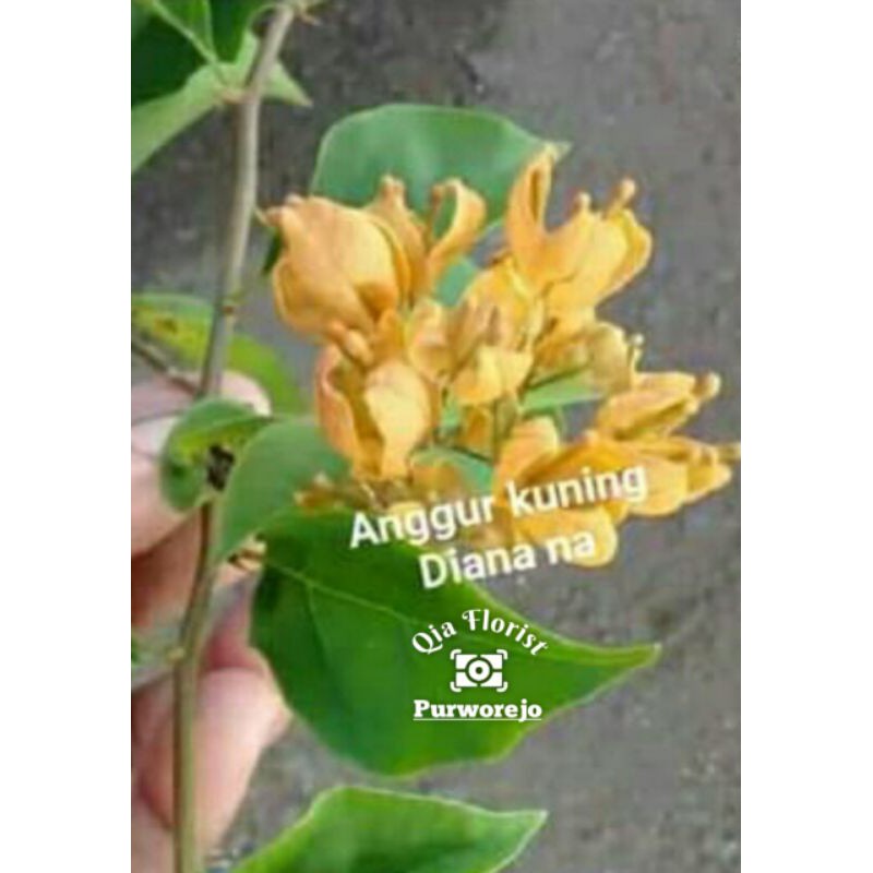 Jual bogenfil anggur kuning | Shopee Indonesia