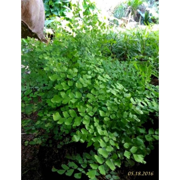 Jual Tanaman Hias Paku Suplir Tanaman hias Paku Pakuan | Shopee Indonesia