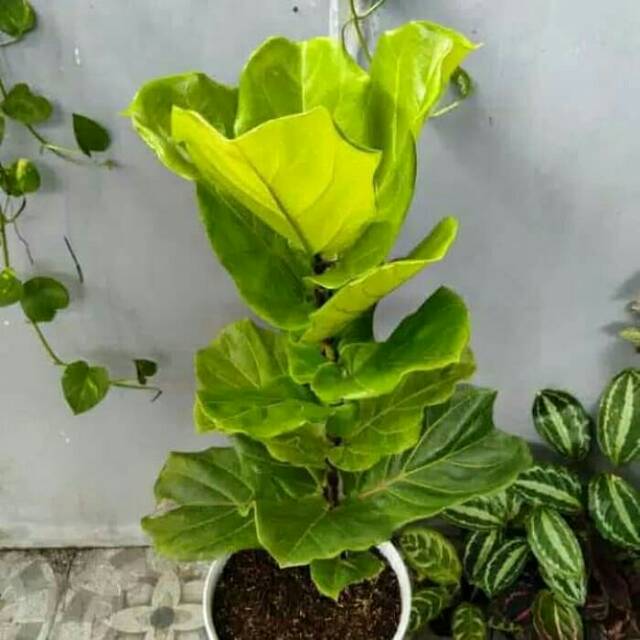 Jual Tanaman Ketapang biola cantik - Pohob biola cantik ketaoang murah ...